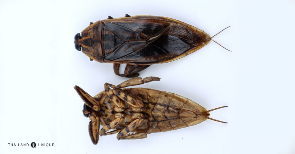 Edible insects: Do they taste any good? | Thailand Unique Blog