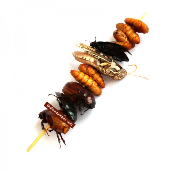 Edible Insects
