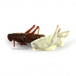 Edible Grasshoppers 15g - Orthoptera Sp
