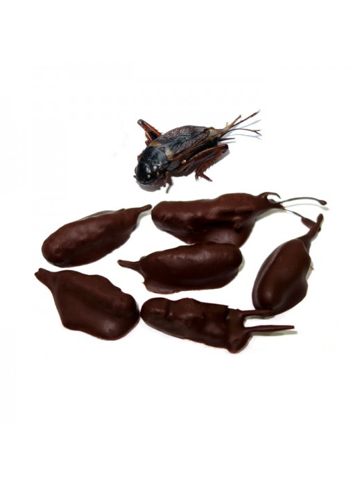 Chocolate Covered Crickets Chocolate Covered Crickets