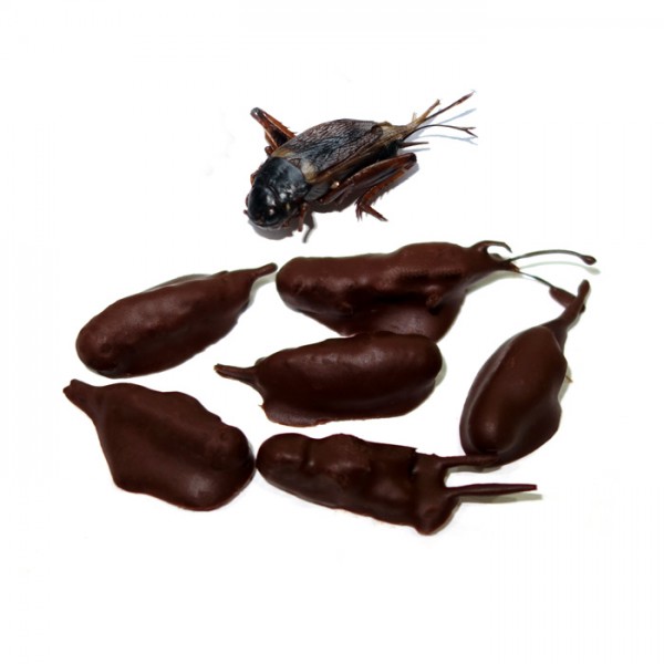 Edible Insects