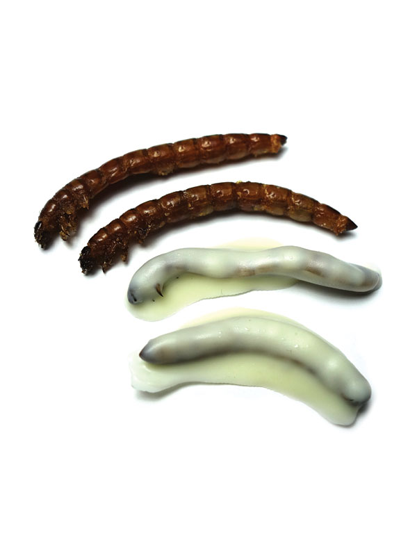 Canned Chocolate Covered Worms
