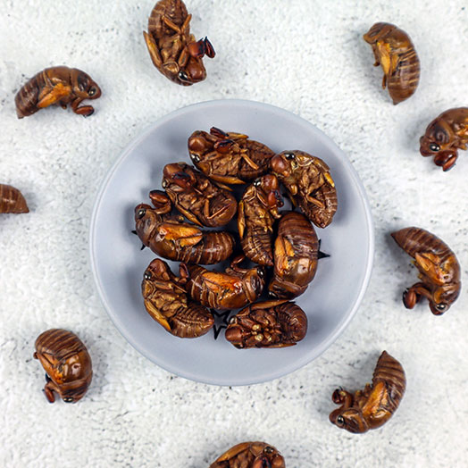 Edible Insects For Sale Since 2003 - Worldwide Shipping - Trusted ...