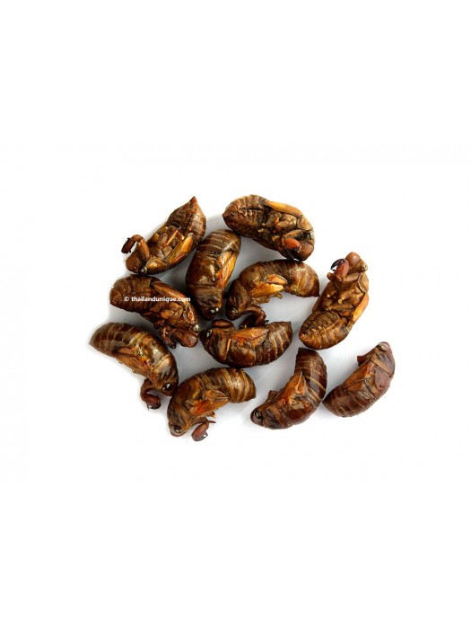 What Part Of A Cicada Is Edible at Susan Callahan blog