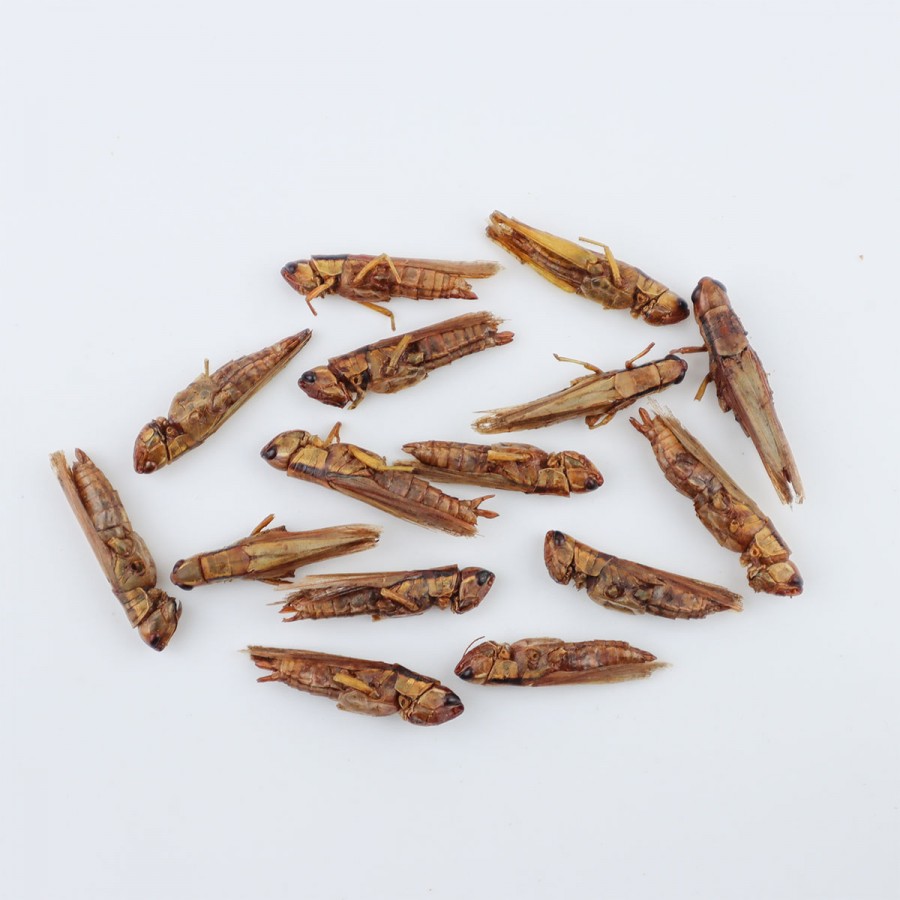 Edible Grasshoppers 15g - Orthoptera Sp