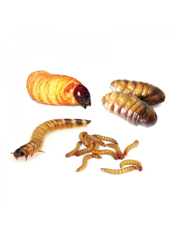 Special Pupae Mix