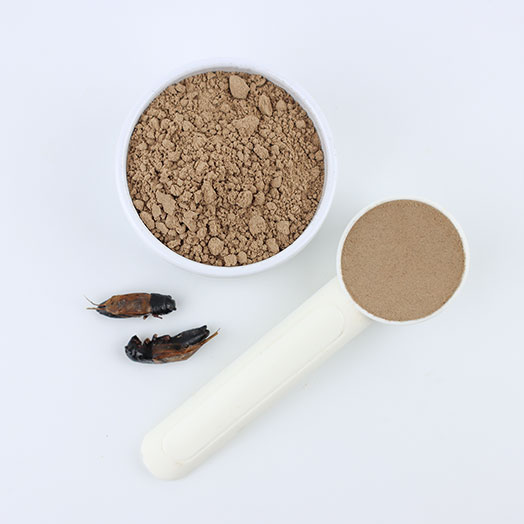 Insect Protein Powders - Flours made from Crickets, locusts and more