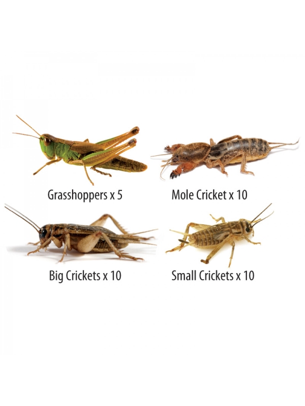 Special Orthoptera Mix